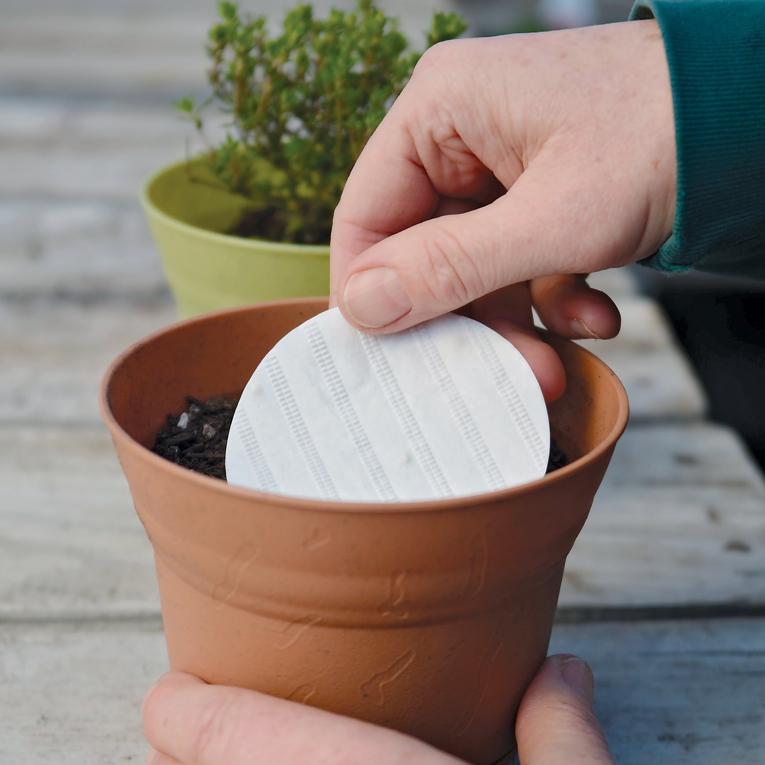 Herb Disk Collection Collection Seed Disk | SEED DISK / 6 disks ...