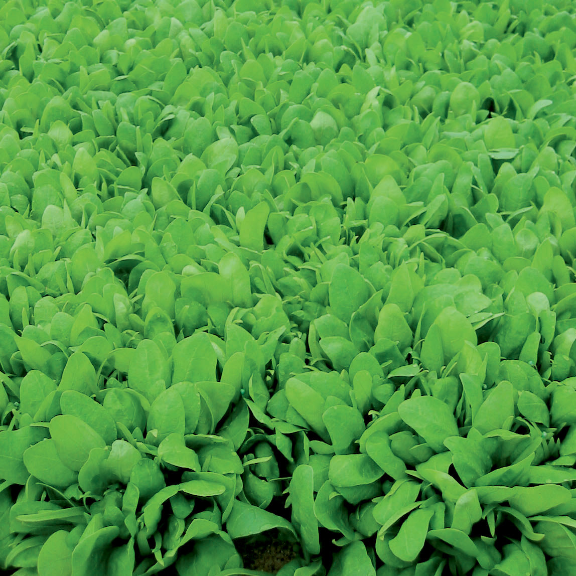 Renegade Spinach Seed | ORGANIC SEED / 5 grams | Territorial Seed