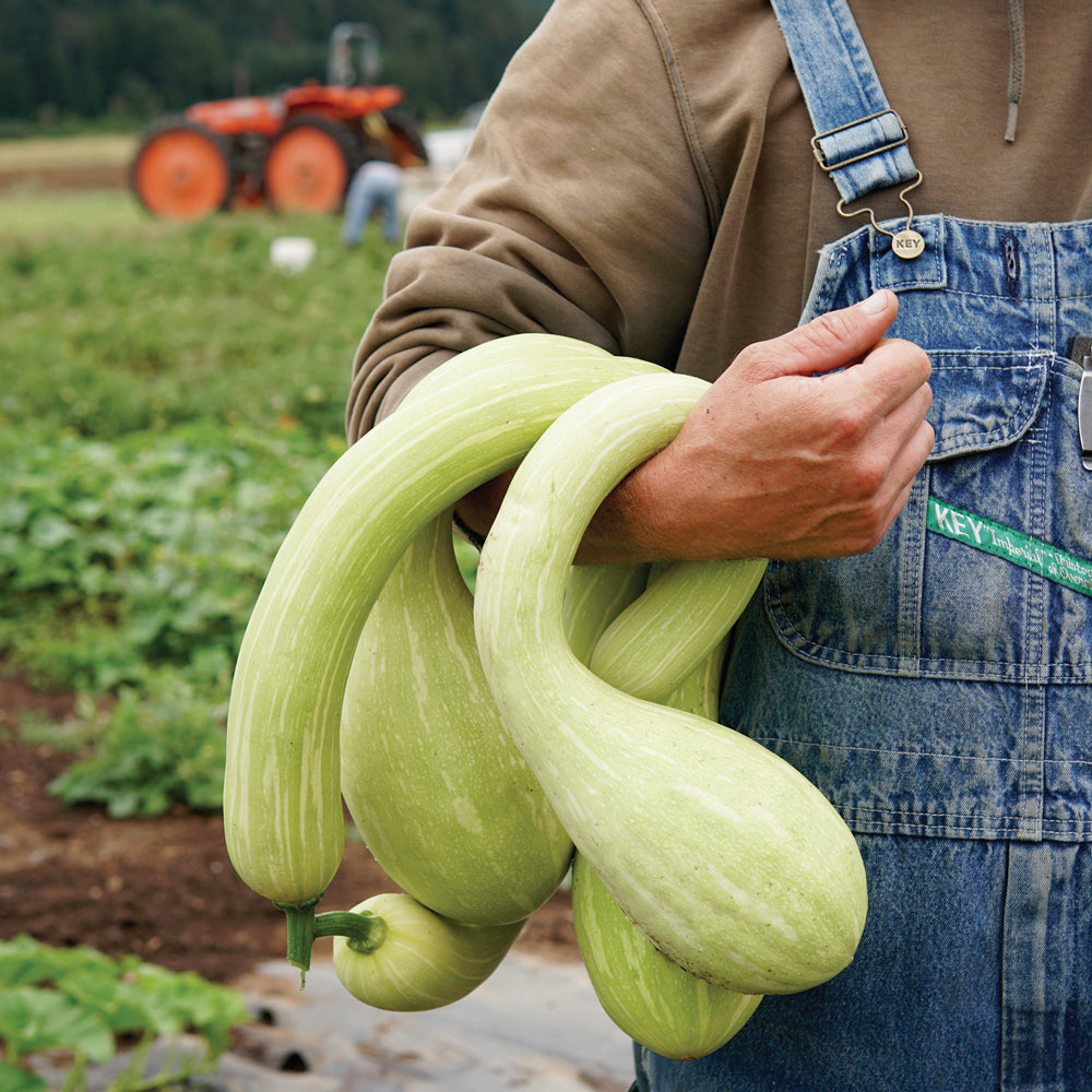 Tromboncino Summer Squash Seed | Territorial Seed