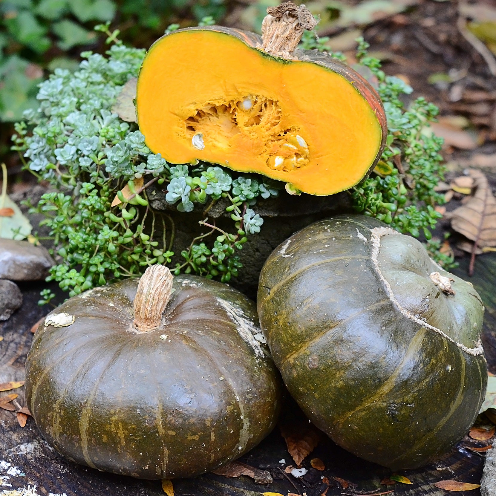 Discus Bush Buttercup Organic | ORGANIC SEED / 3 grams | Territorial Seed