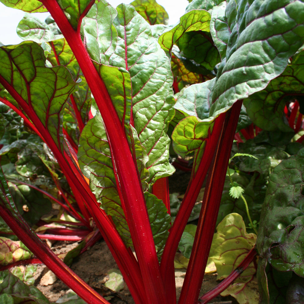 Intense Swiss Chard | SEED / 1/4 pound | Territorial Seed