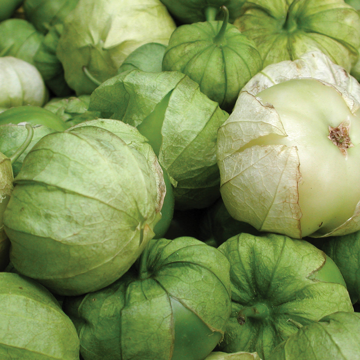 Miltomate Tomatillo Seed | Territorial Seed