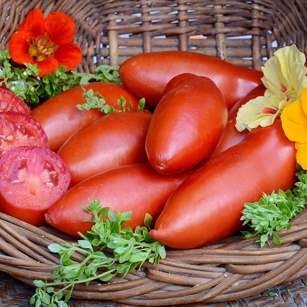 Pozzano Tomato Transplant | SEED / 10 seeds | Territorial Seed