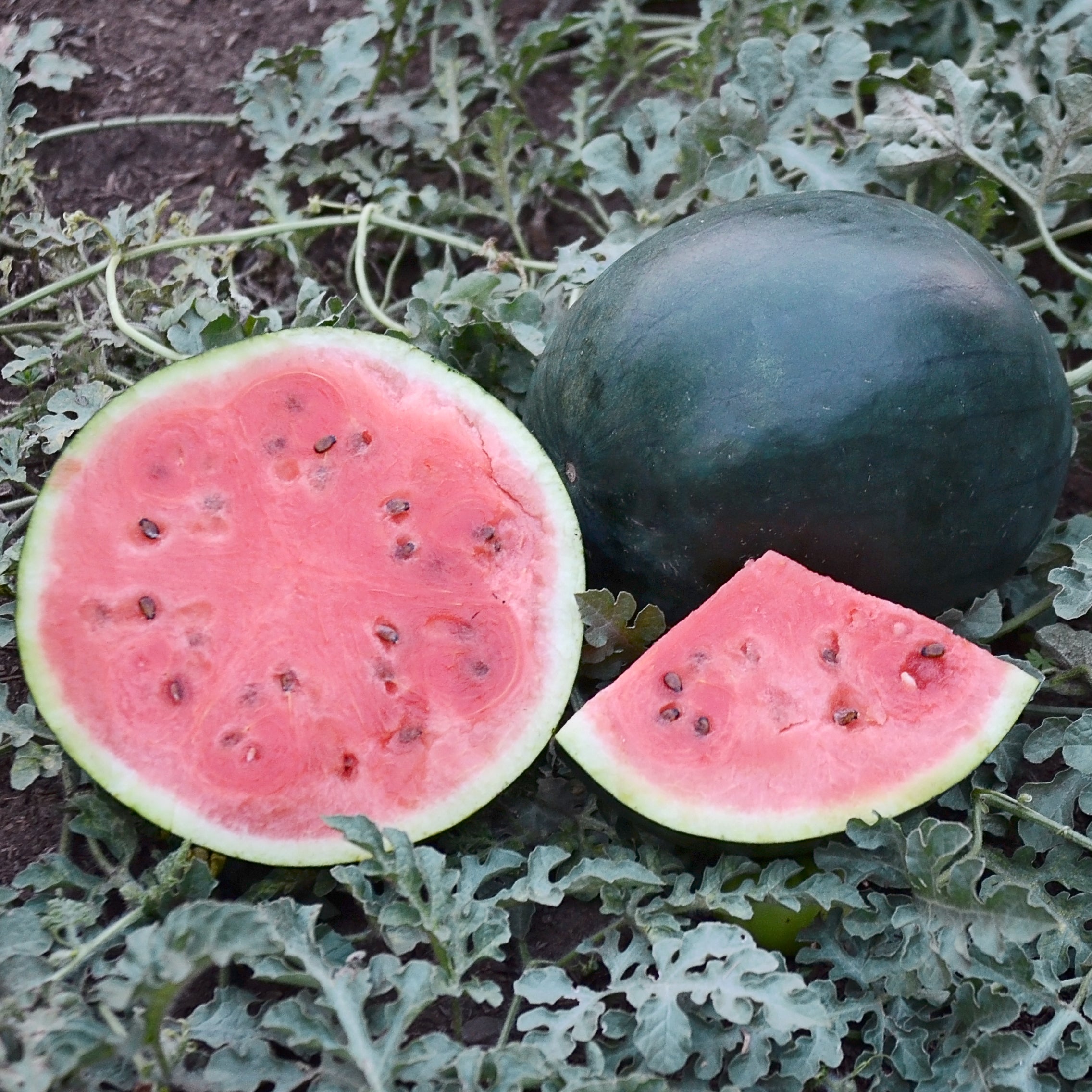 Blacktail Mountain Watermelon Seed | ORGANIC SEED / 1 gram ...