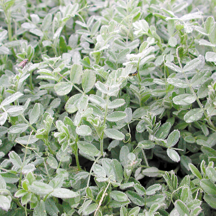 Common Vetch Vetch Seed | Territorial Seed