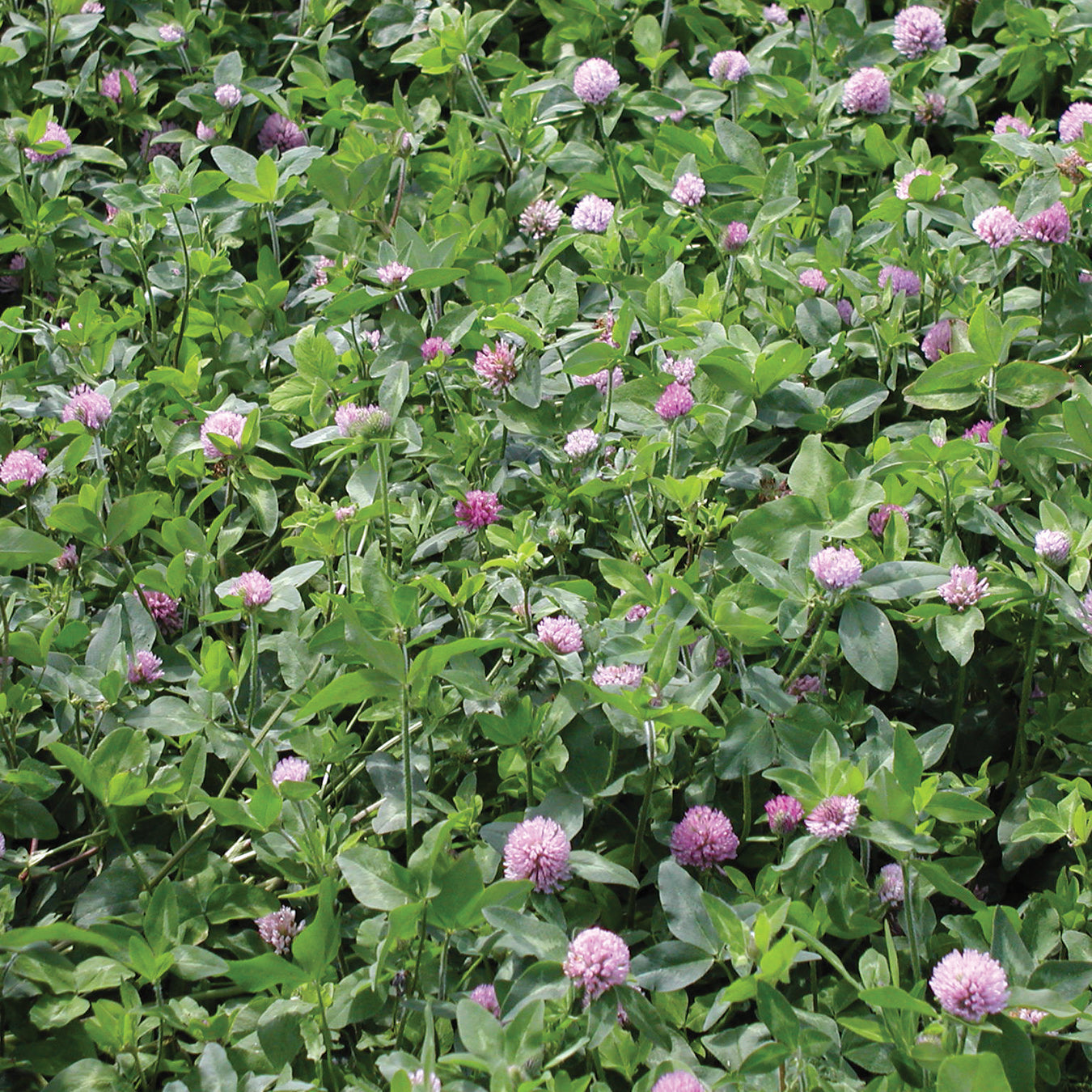 Red Clover