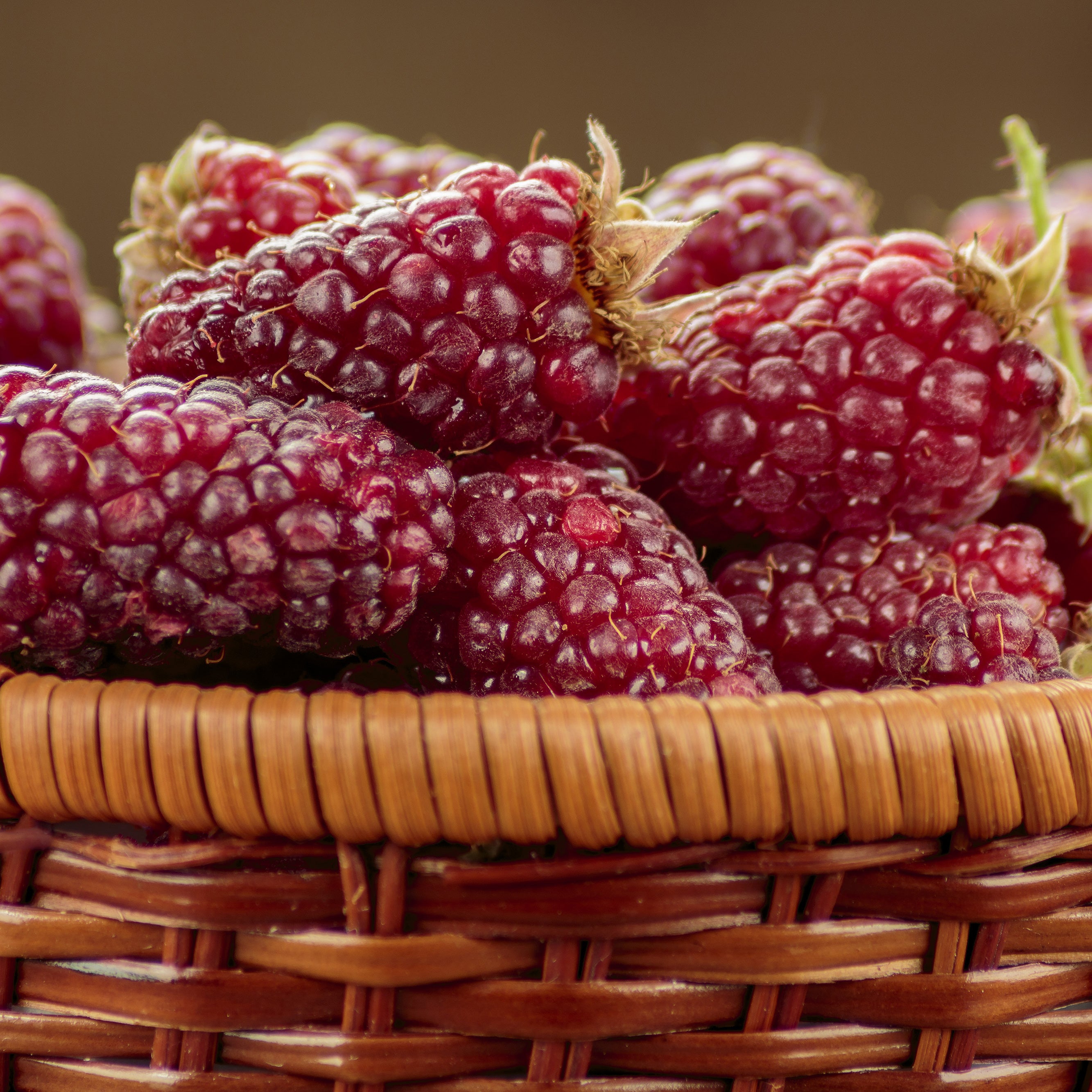 Tayberry Plant | PLANT / 1 plant SOLD OUT | Territorial Seed