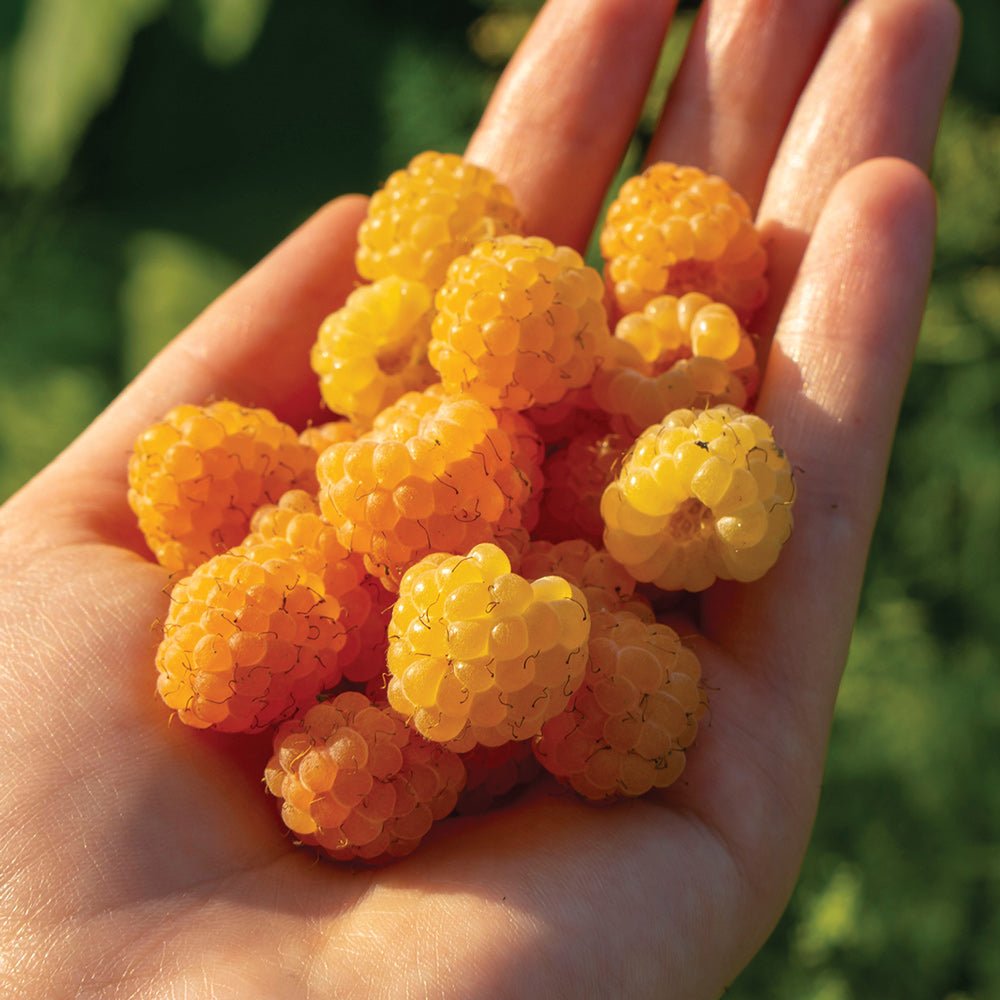 Double Gold Raspberry Plant | Territorial Seed