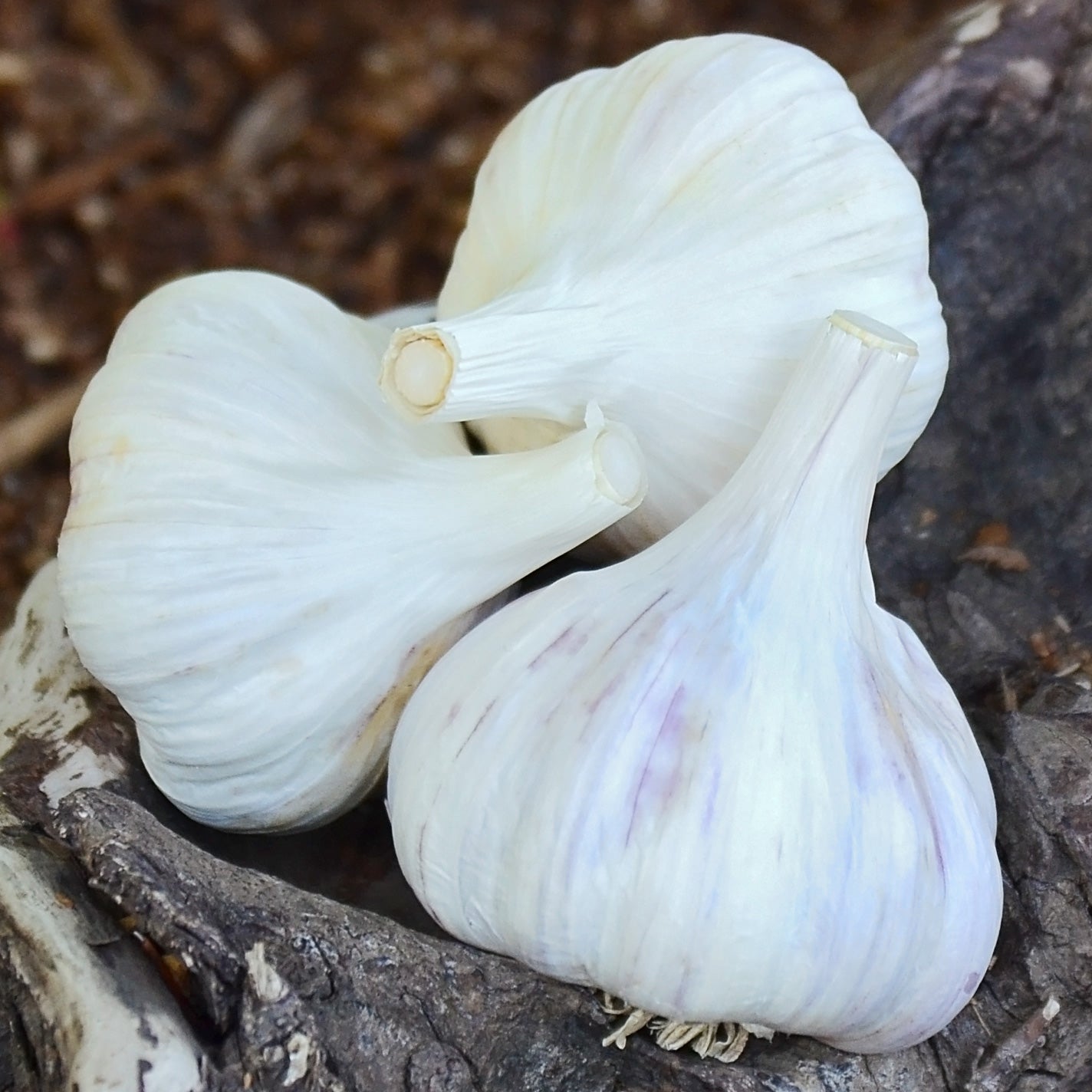 Persian Star Garlic | Territorial Seed