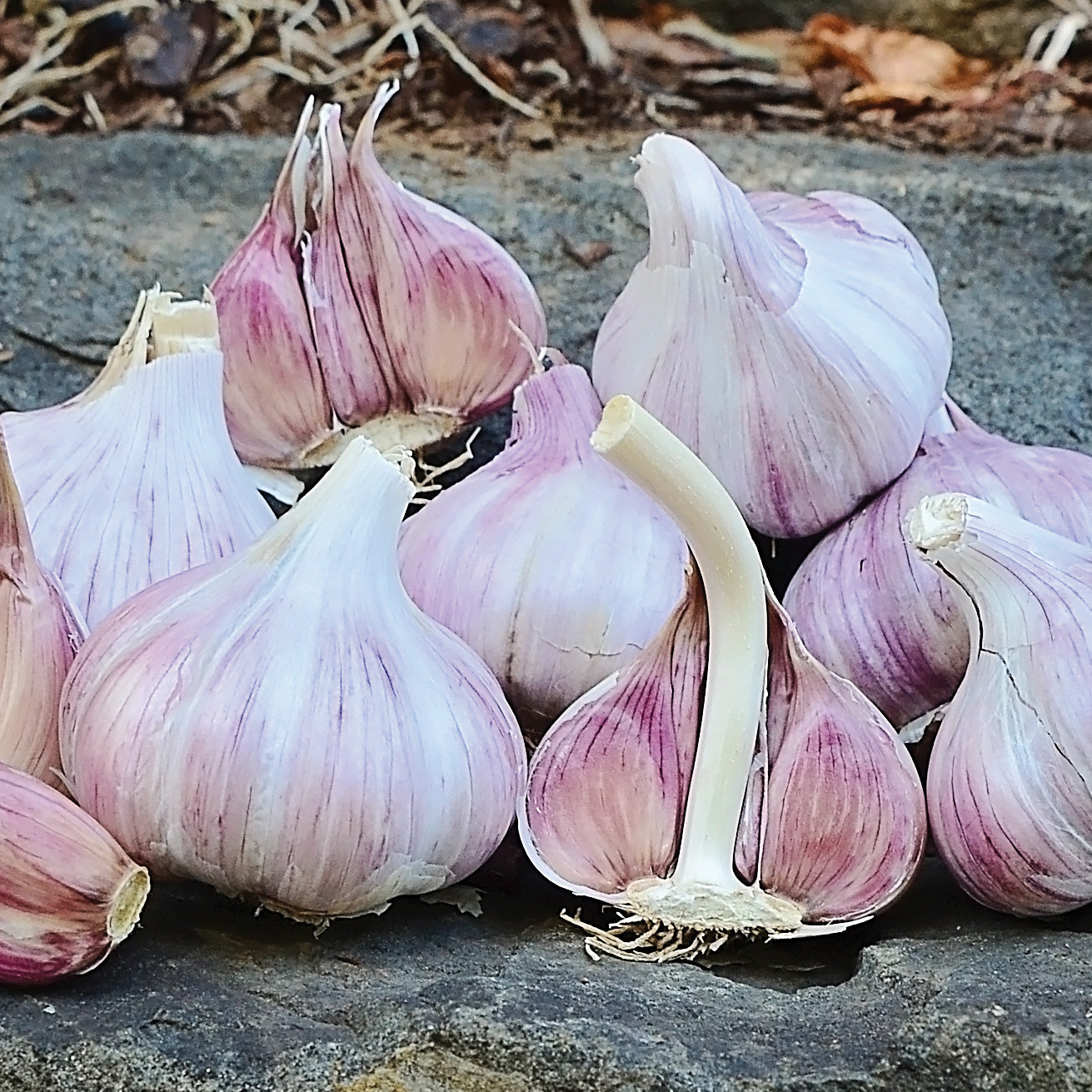 Duganski Garlic | GARLIC / 8 ounces | Territorial Seed