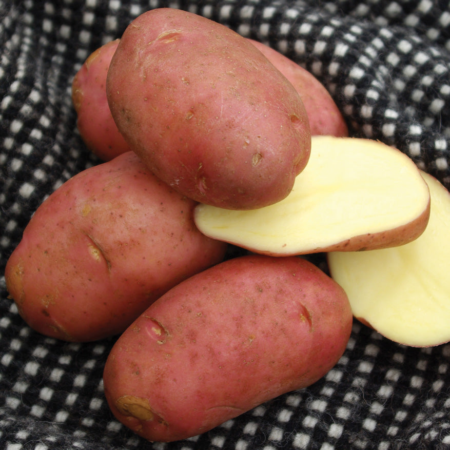 Désirée Potato Plant | Territorial Seed