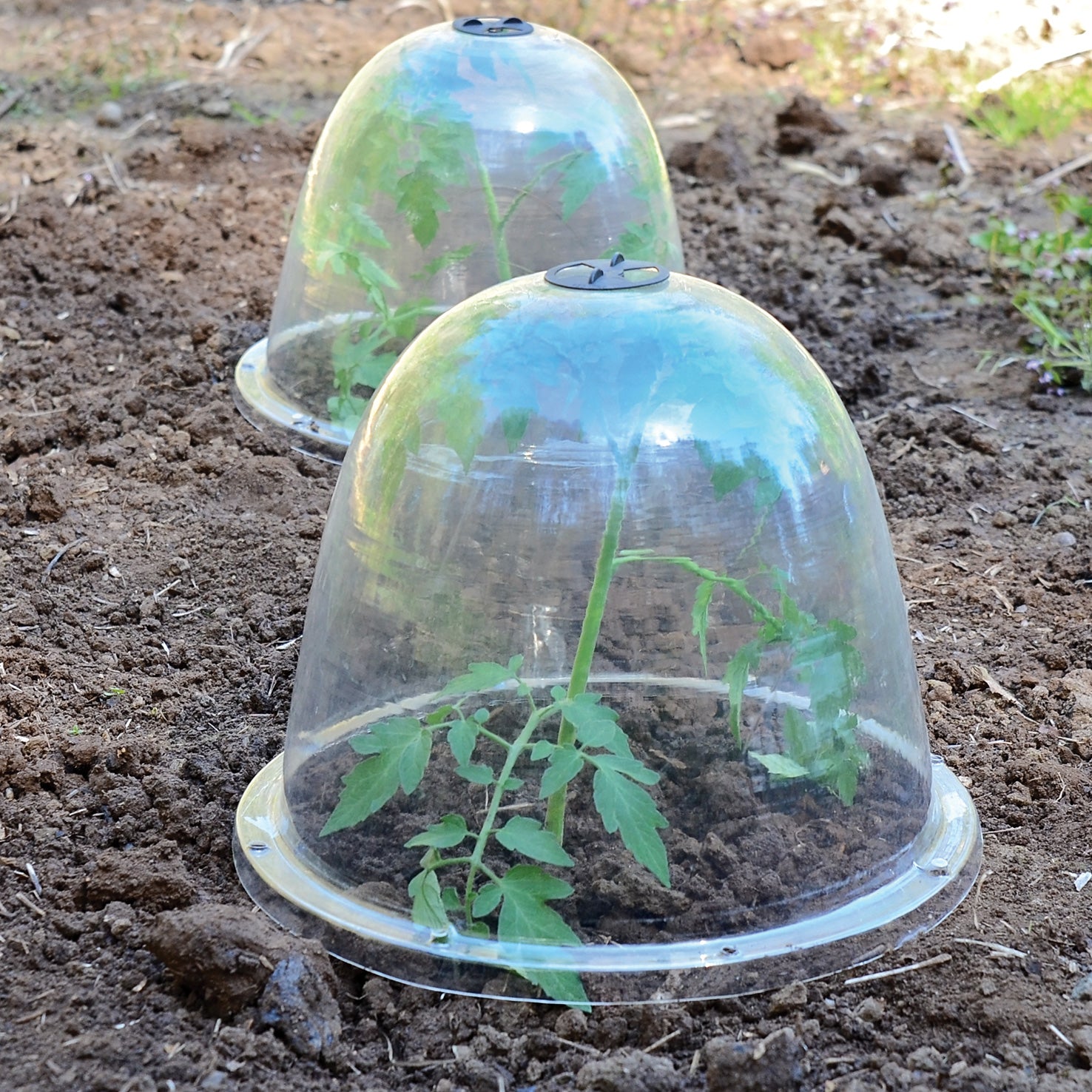 Large Plastic Garden Cloches | Fasci Garden