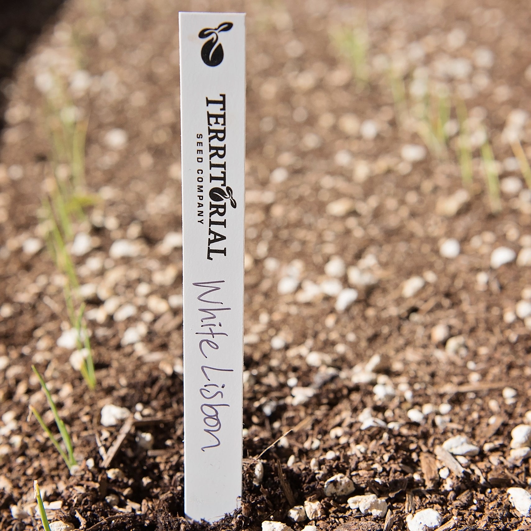 Territorial Seed Company Plant Tags | Territorial Seed